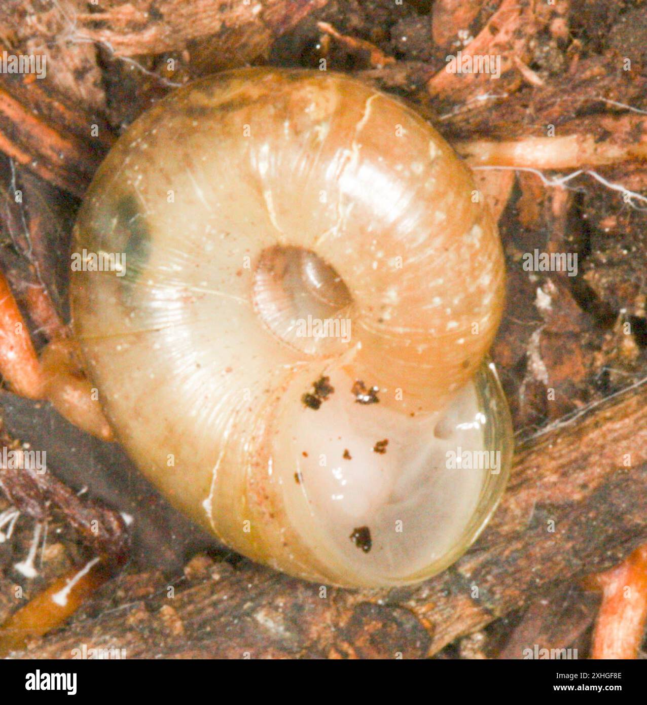 Lancetooth hi-res stock photography and images - Alamy