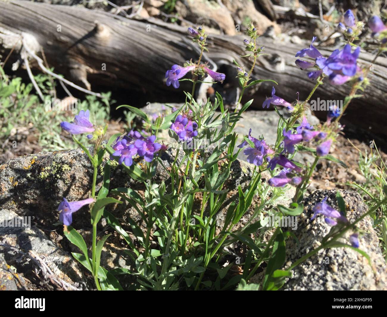 Front Range Beardtongue (Penstemon virens Stock Photo - Alamy