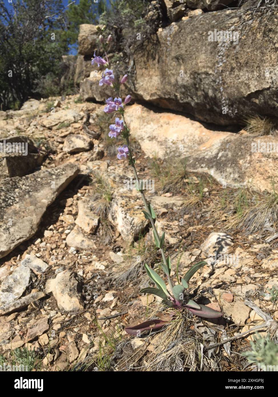 thickleaf beardtongue (Penstemon pachyphyllus Stock Photo - Alamy