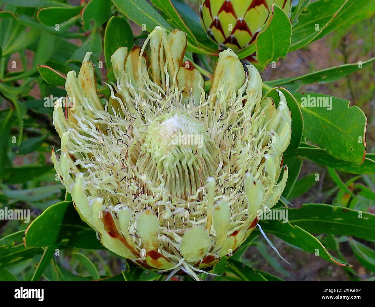 Limestone Sugarbush (Protea obtusifolia Stock Photo - Alamy