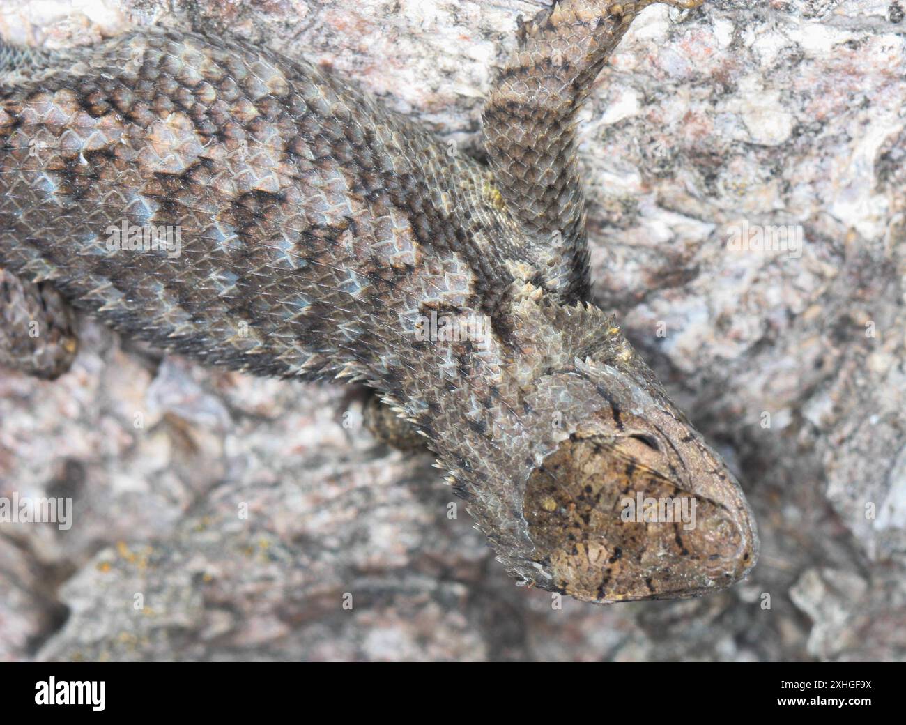 Western Fence Lizard (Sceloporus occidentalis Stock Photo - Alamy