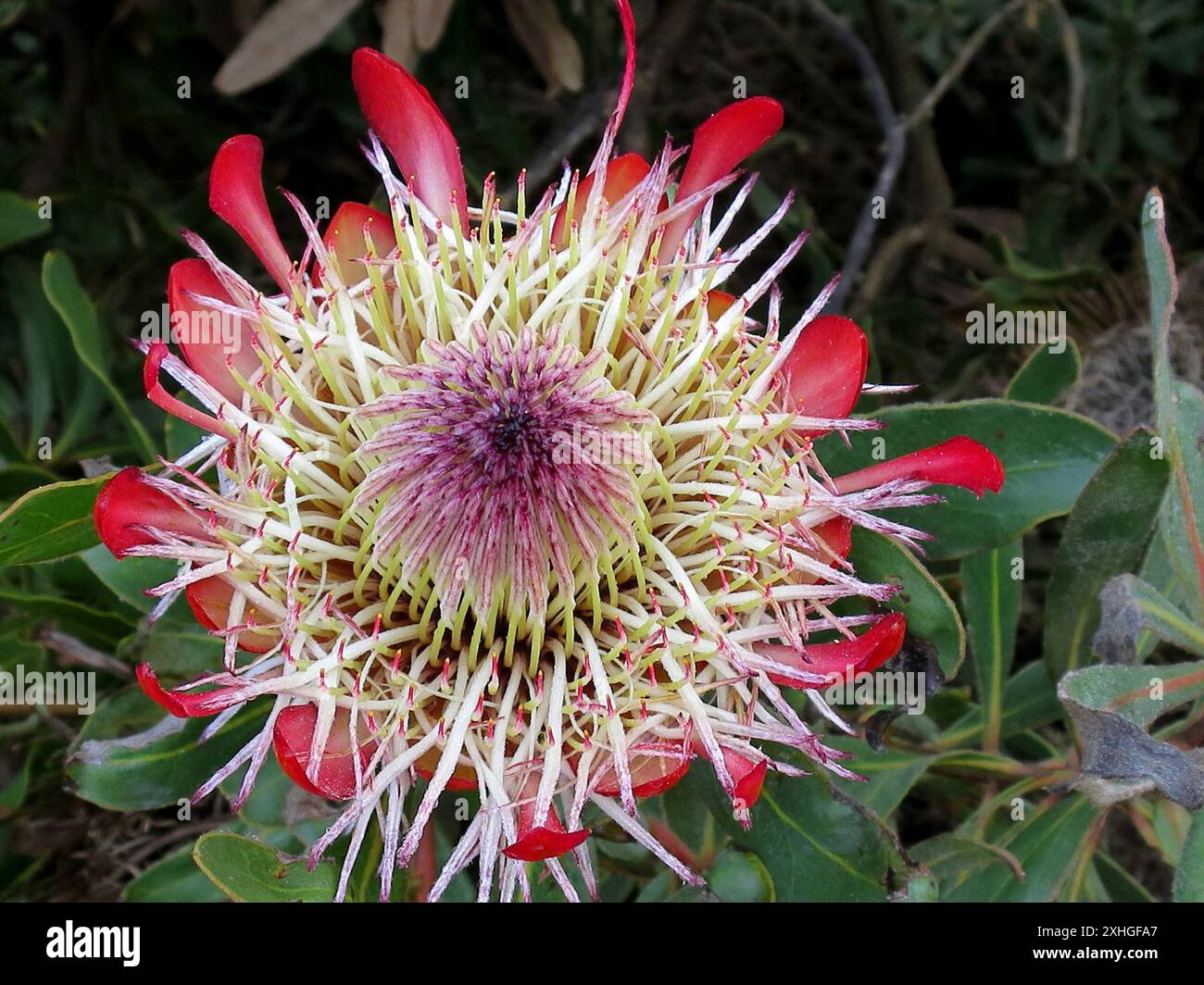 Protea susannae hi-res stock photography and images - Alamy