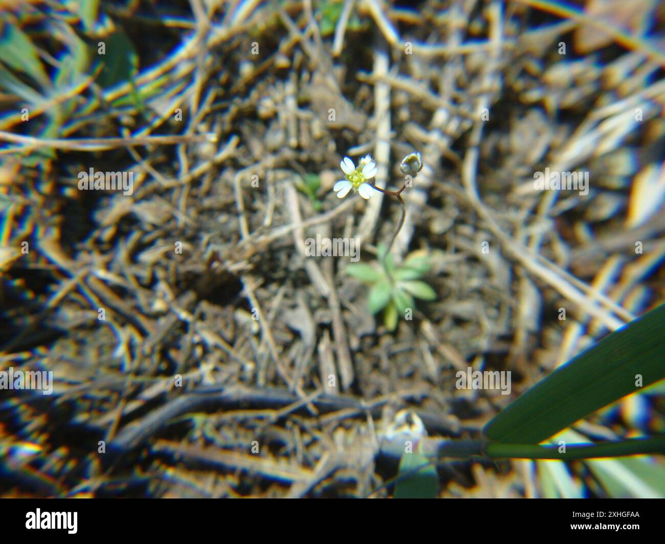 Common Whitlowgrass (Draba verna Stock Photo - Alamy