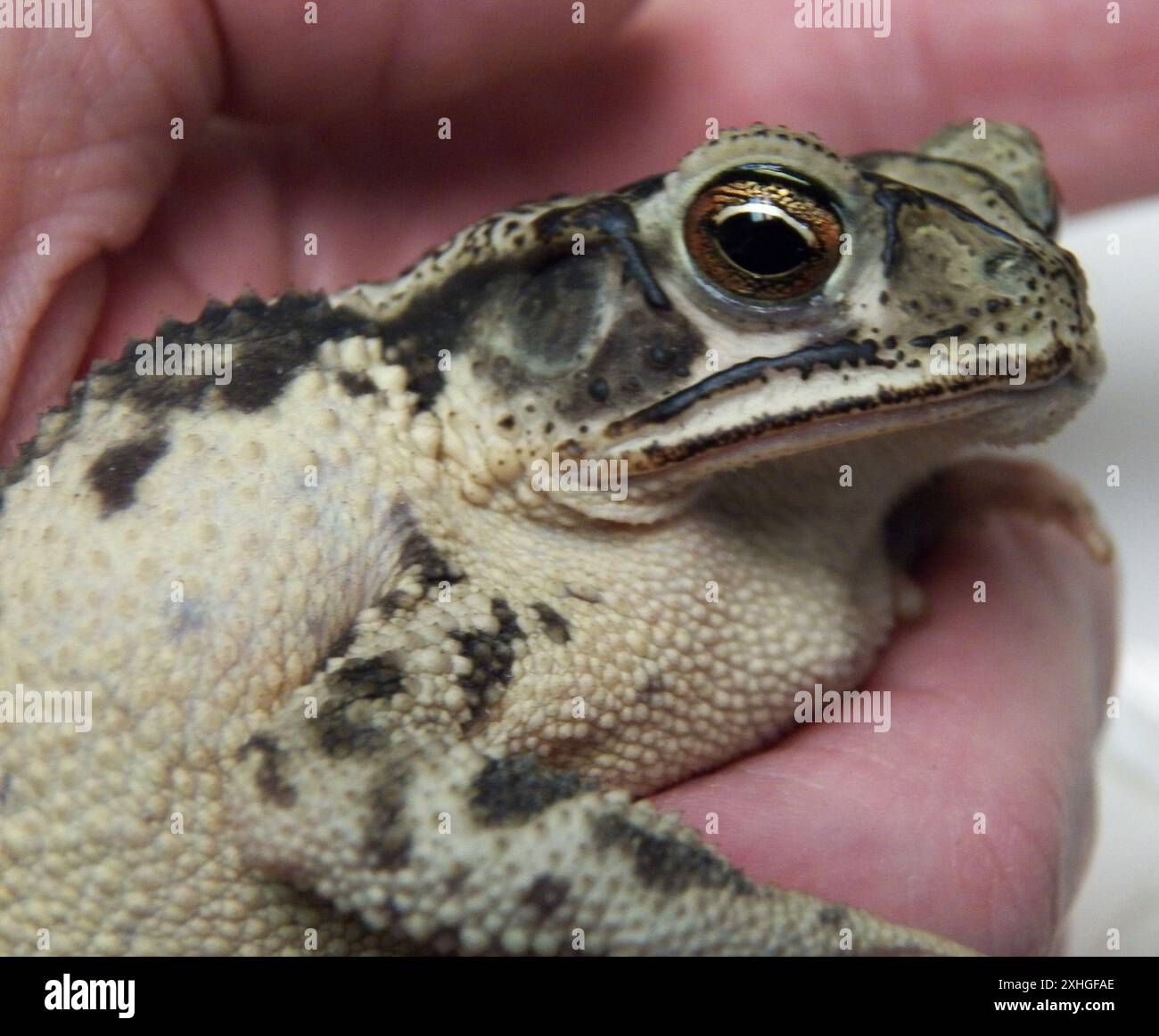 Gulf Coast Toad (Incilius nebulifer Stock Photo - Alamy