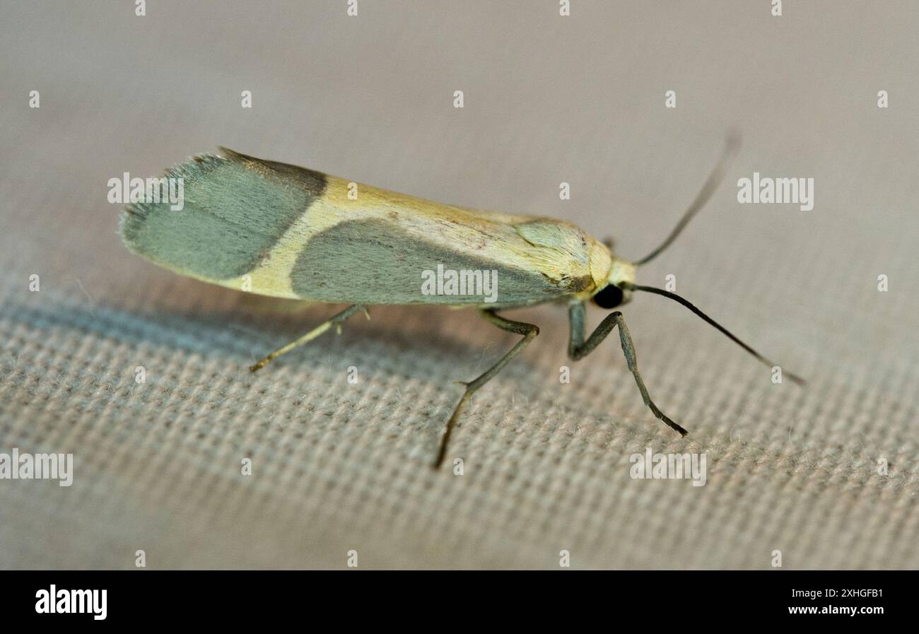 Angel Lichen Moth (Cisthene angelus Stock Photo - Alamy