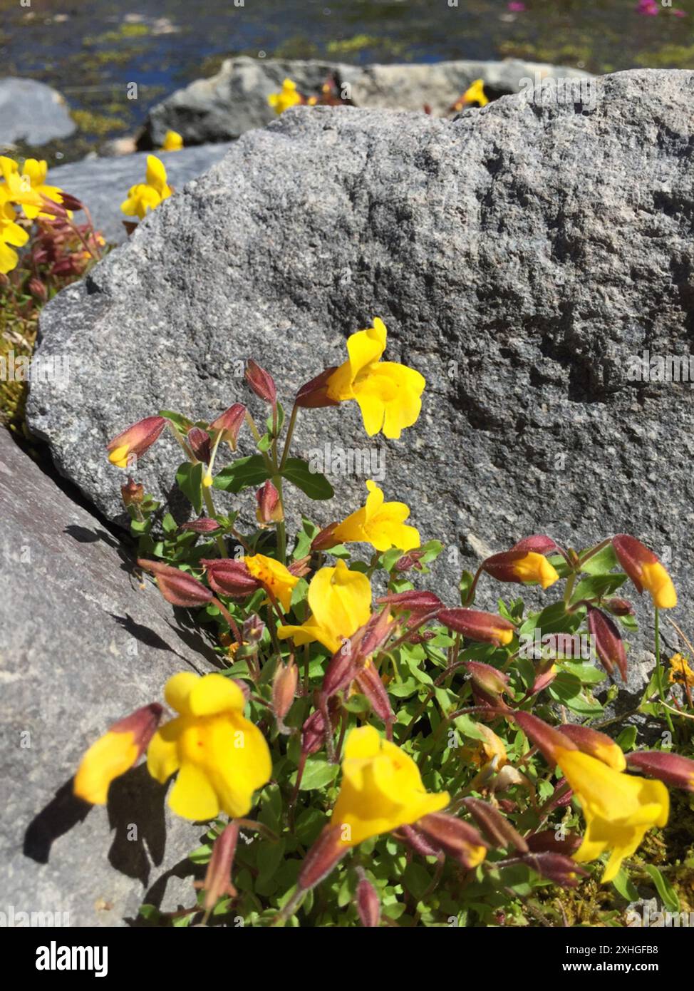Subalpine Monkeyflower (Erythranthe caespitosa Stock Photo - Alamy
