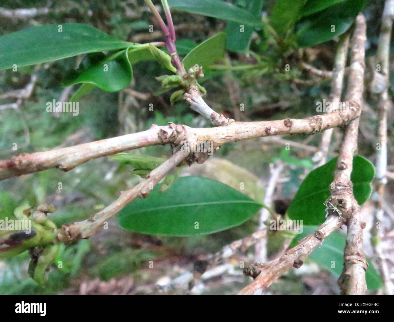Common Cape Holly (Ilex mitis mitis Stock Photo - Alamy
