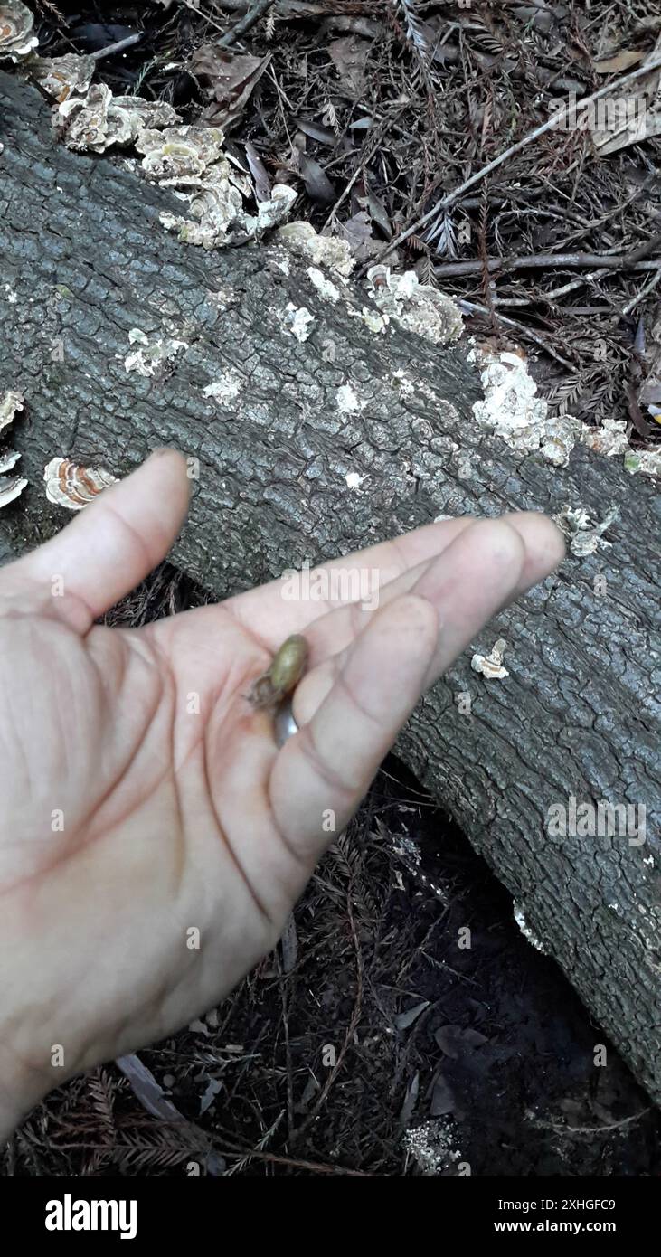 Lancetooth hi-res stock photography and images - Alamy
