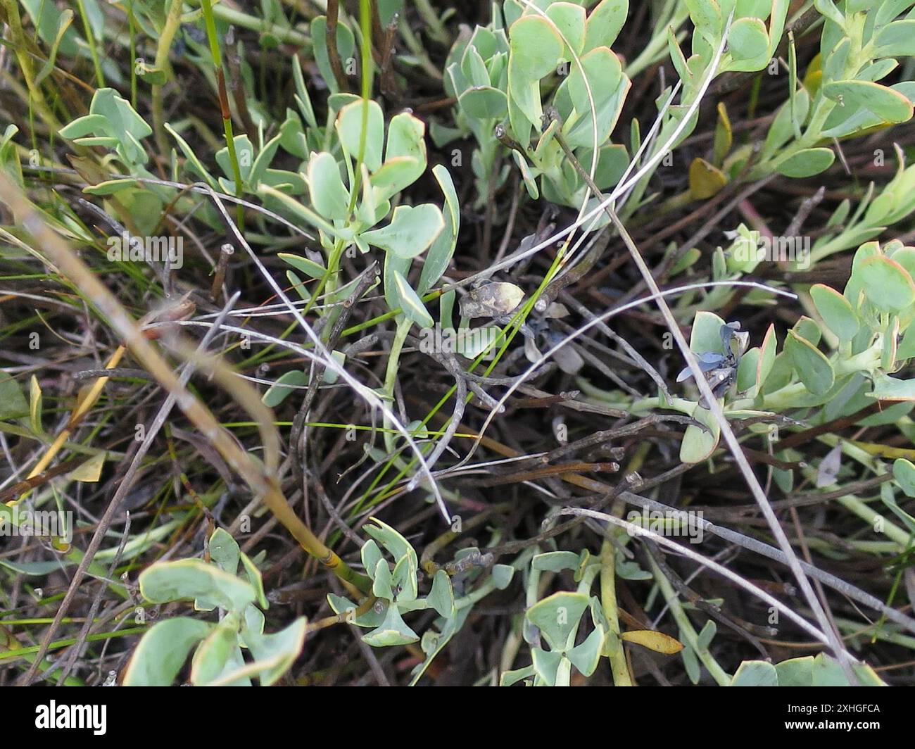 Pluriflora hi-res stock photography and images - Alamy