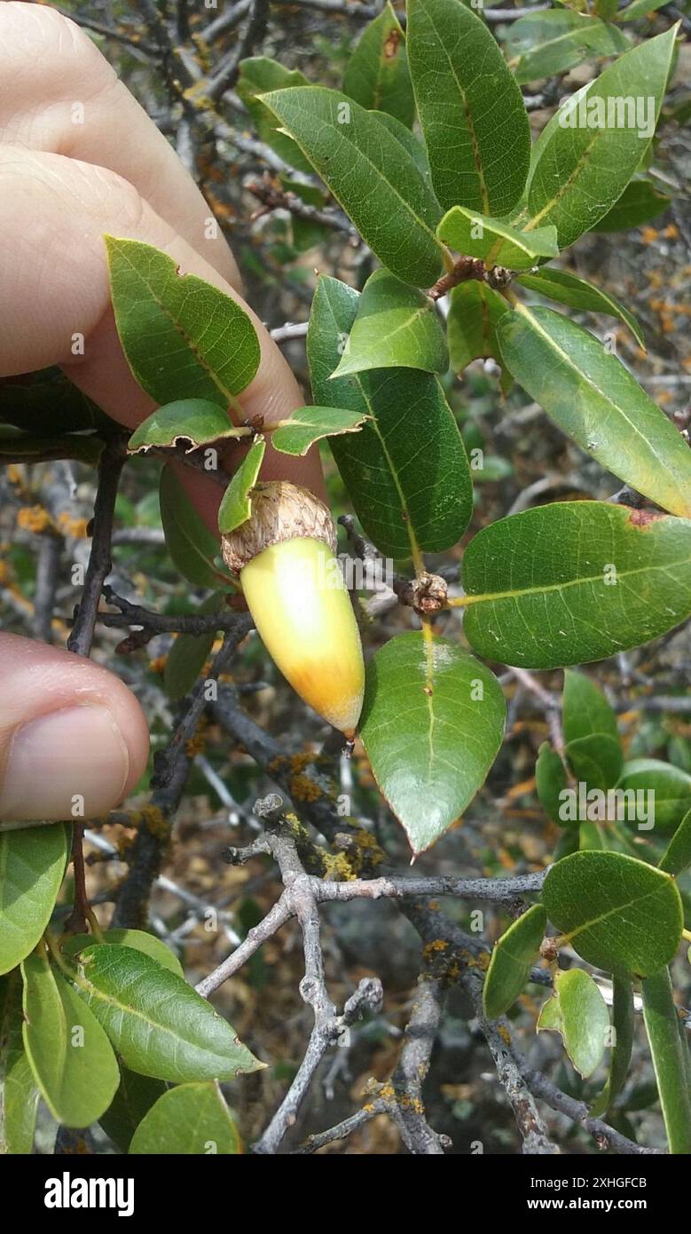 Bush Interior Live Oak (Quercus wislizeni frutescens Stock Photo - Alamy