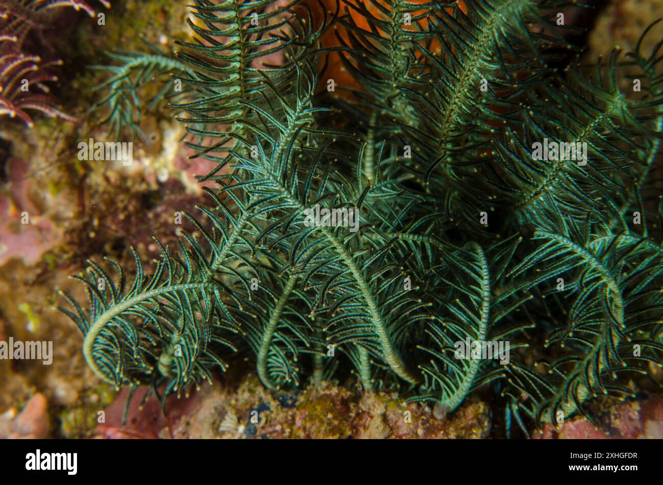 Underwater crinoid feather star hi-res stock photography and images - Alamy