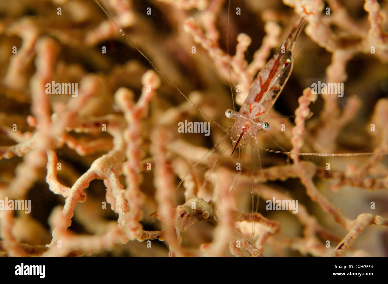Translucent Gorgonian Shrimp, Manipontonia psamathe, Palaemonidae ...