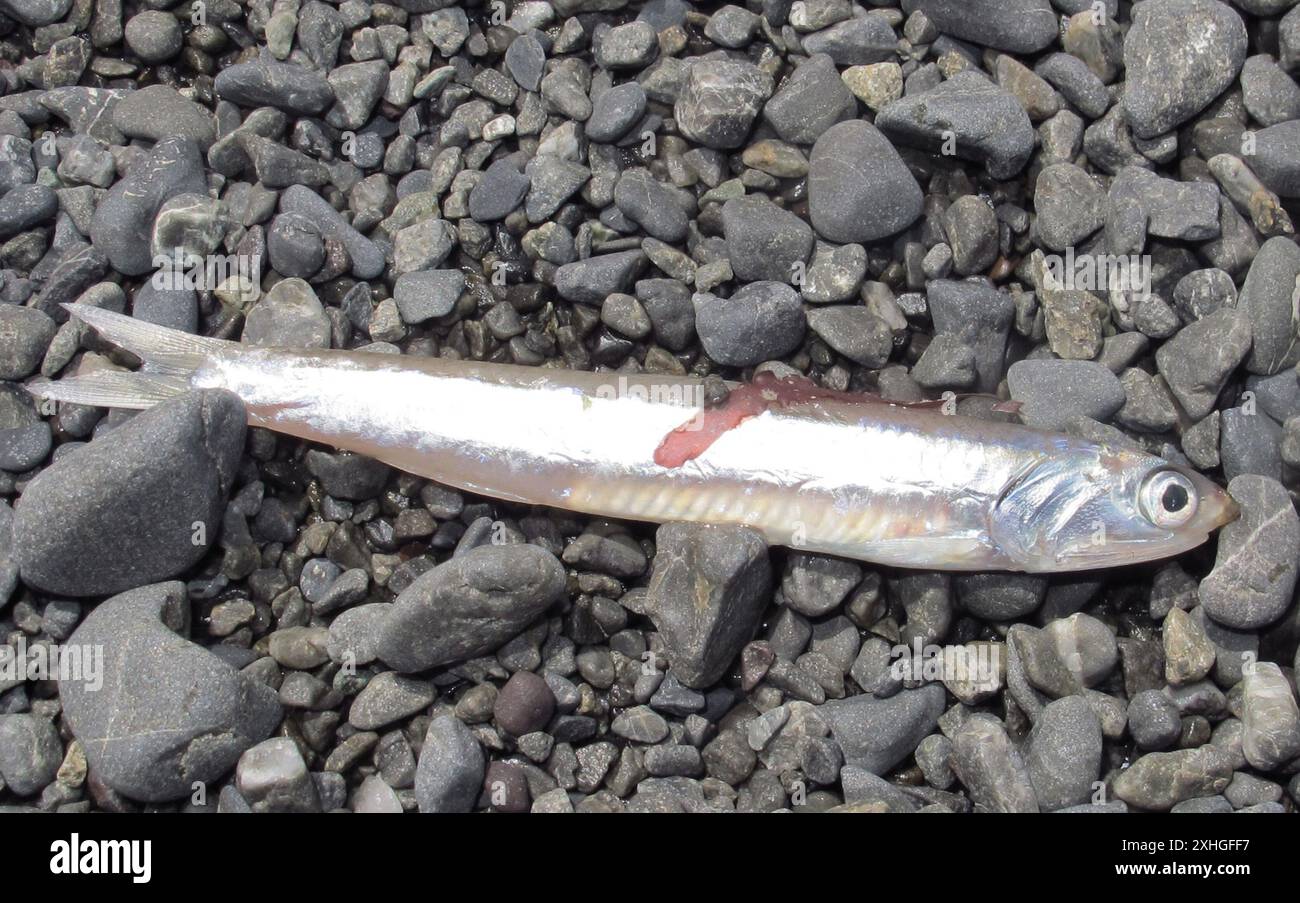Australian Anchovy (Engraulis australis Stock Photo - Alamy