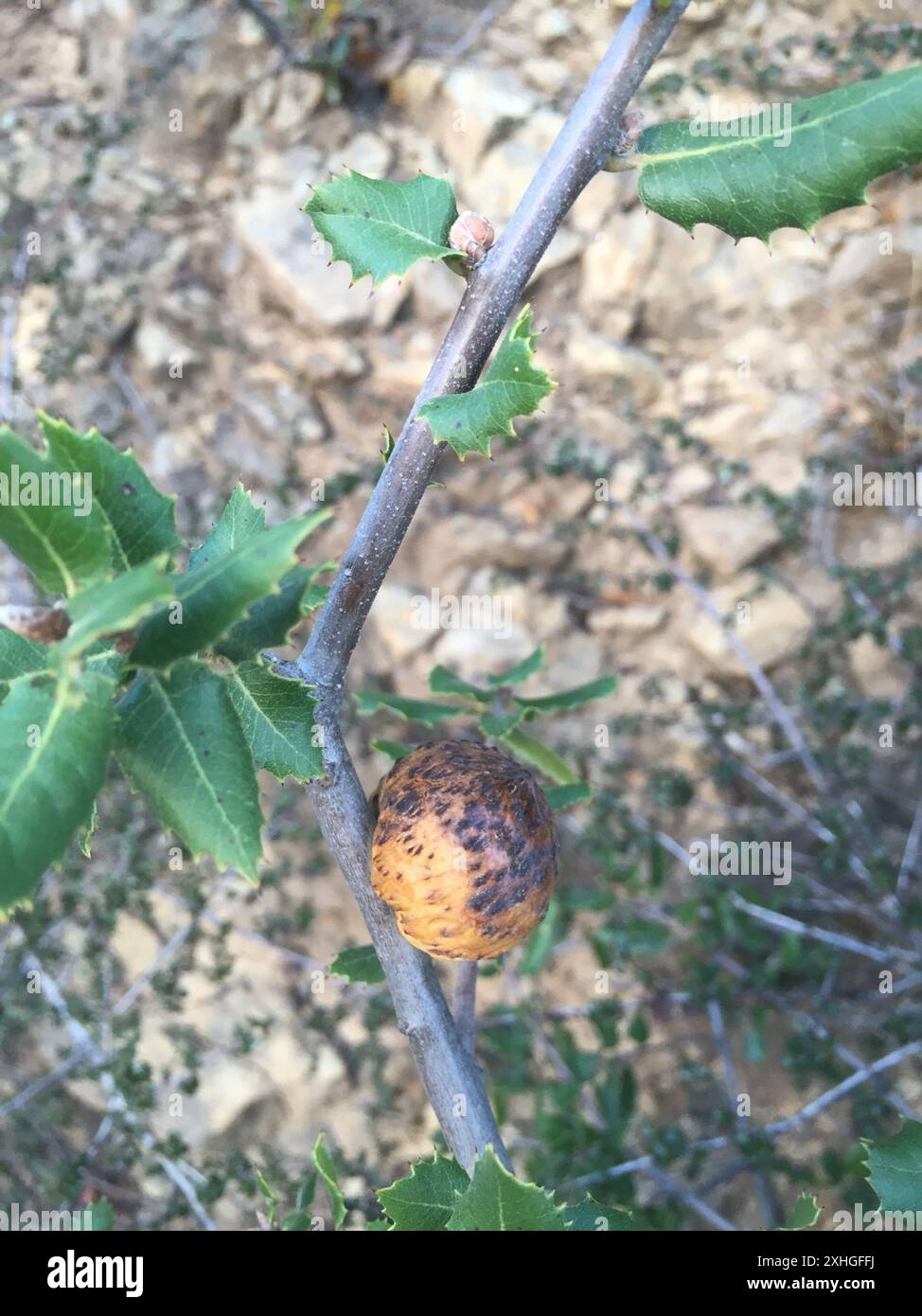 Live Oak Apple Gall Wasp (Amphibolips quercuspomiformis Stock Photo - Alamy