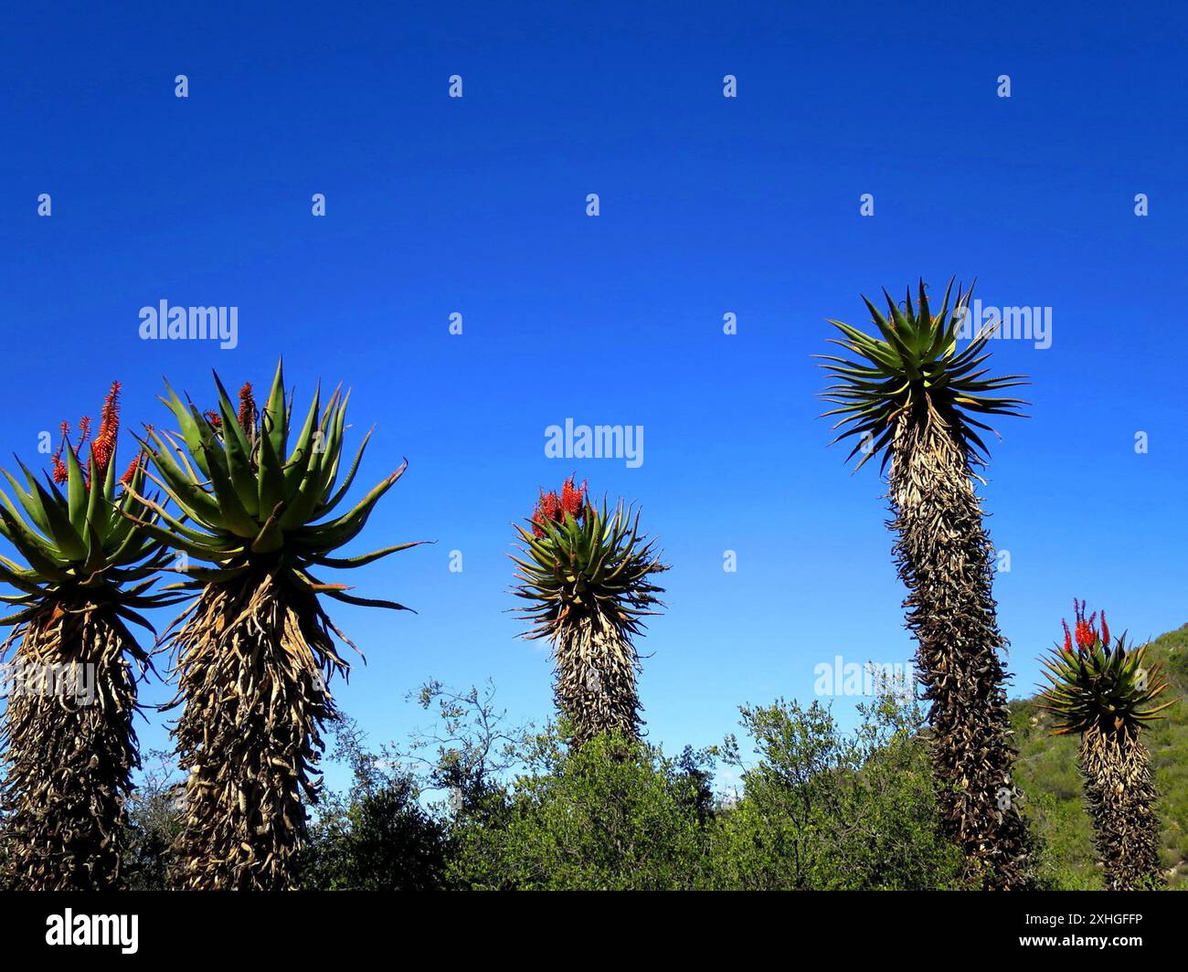 Cape Aloe (Aloe ferox Stock Photo - Alamy