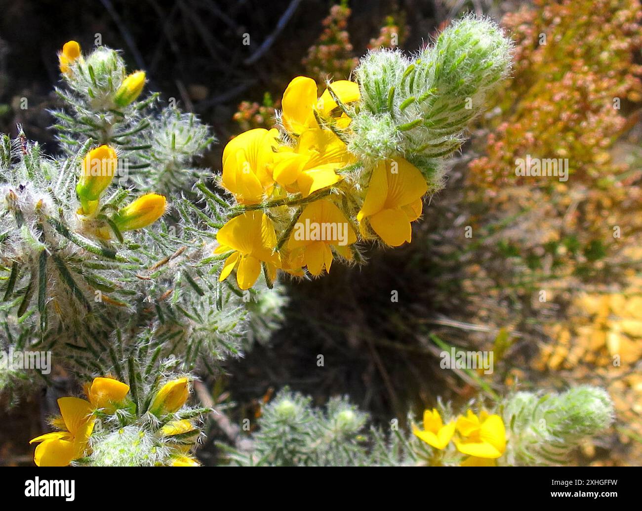 Foxy Honeybush (Cyclopia alopecuroides Stock Photo - Alamy