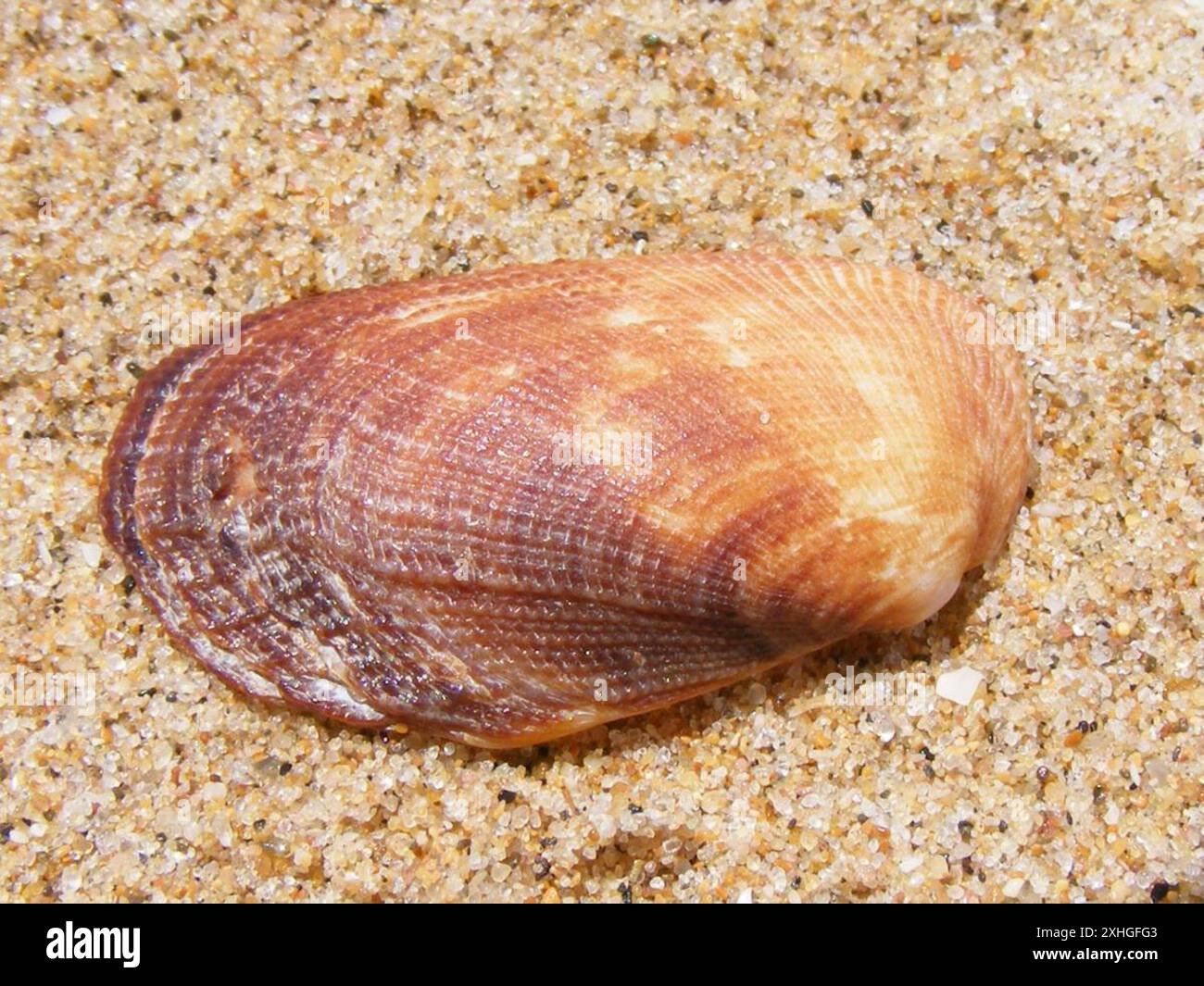 Barbatia hi-res stock photography and images - Alamy