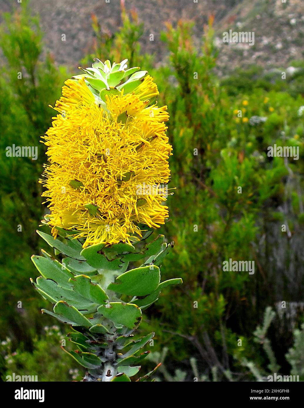 Golden Pagoda (Mimetes chrysanthus Stock Photo - Alamy