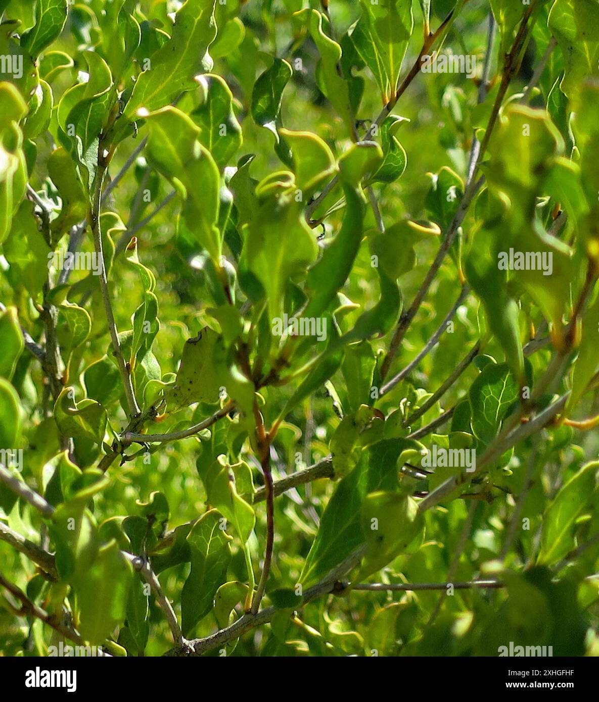 Gwarrie (Euclea undulata Stock Photo - Alamy