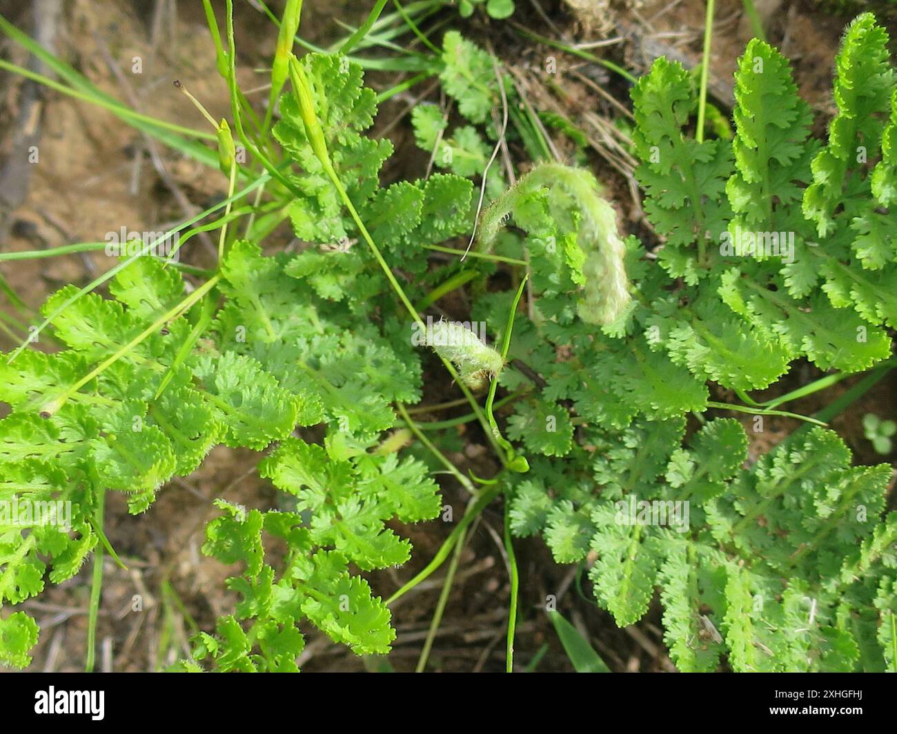 Anemia fern hi-res stock photography and images - Alamy