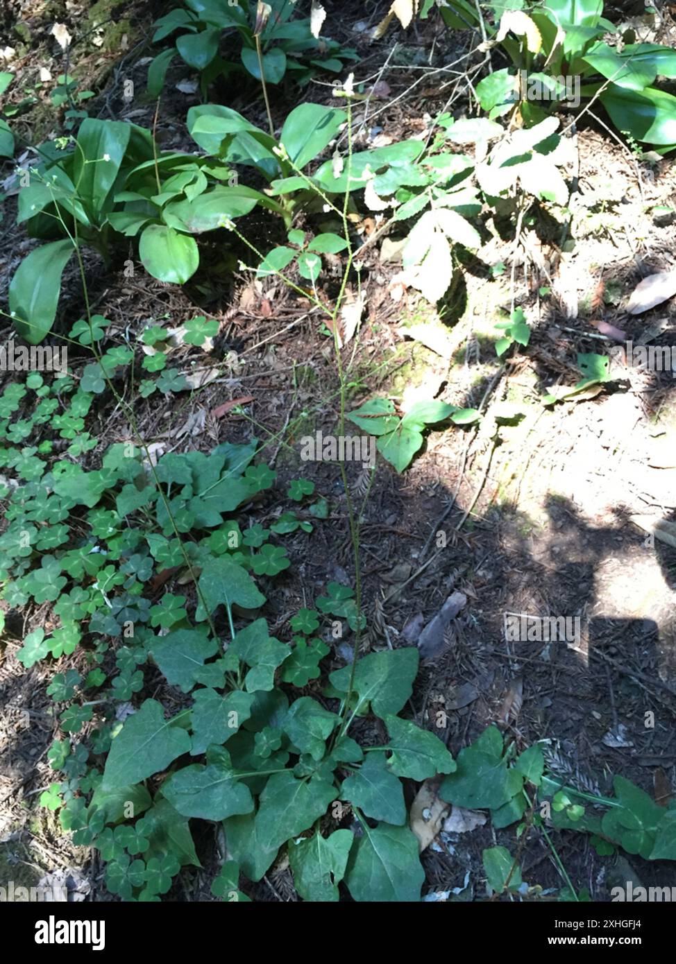 Trailplant hi-res stock photography and images - Alamy
