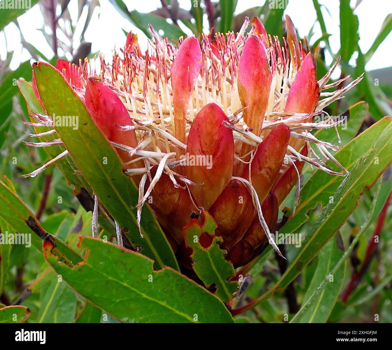 Protea susannae hi-res stock photography and images - Alamy