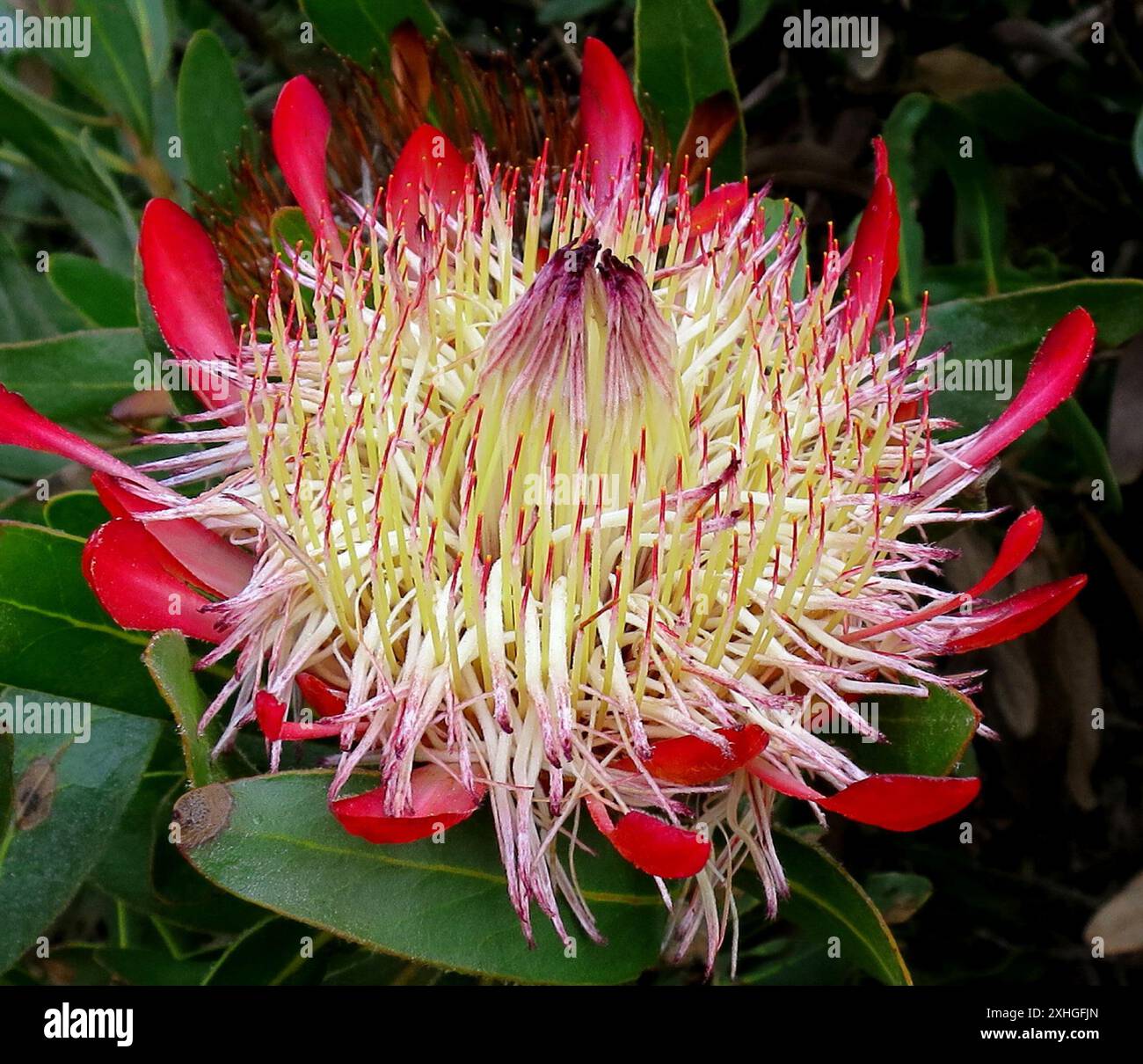 Protea susannae hi-res stock photography and images - Alamy