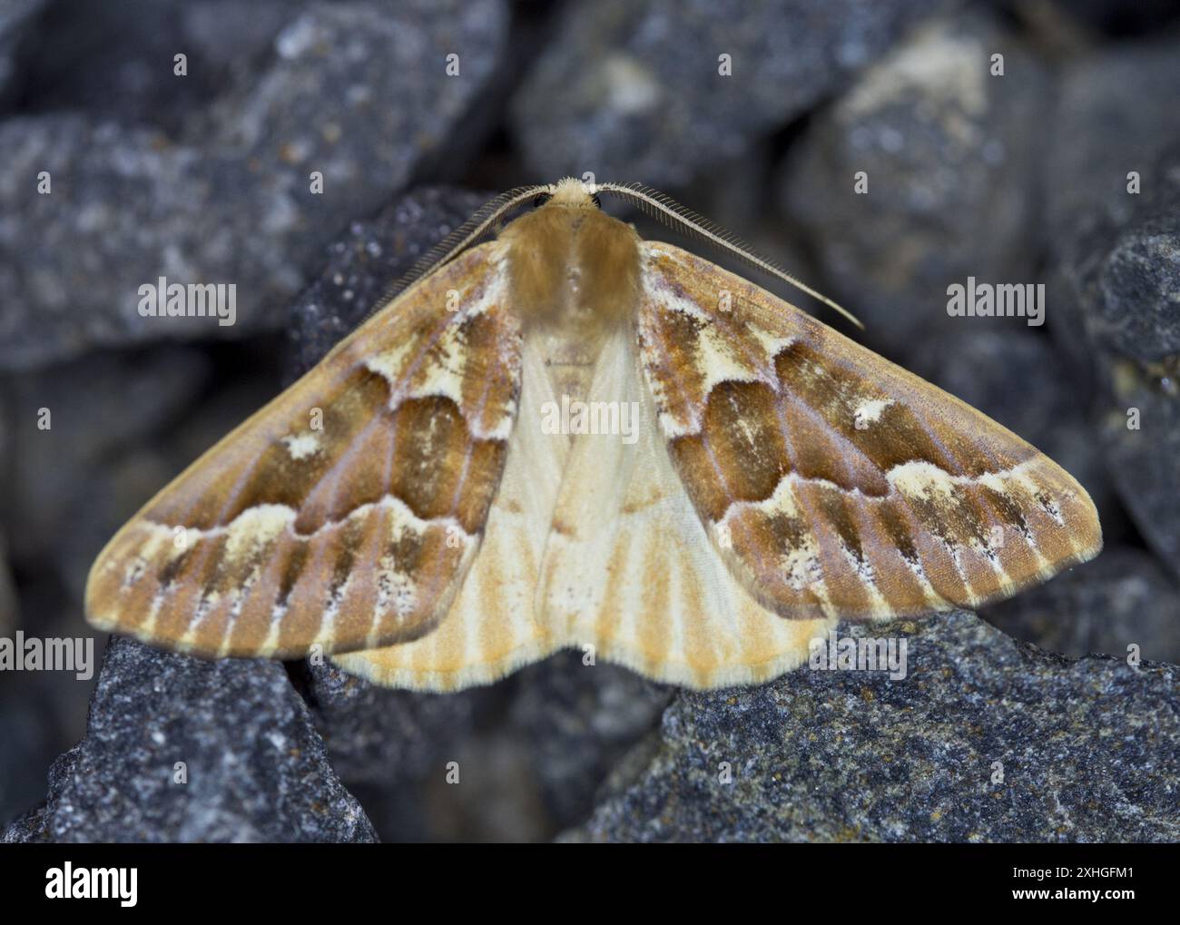 Western Conifer Looper (Caripeta aequaliaria Stock Photo - Alamy