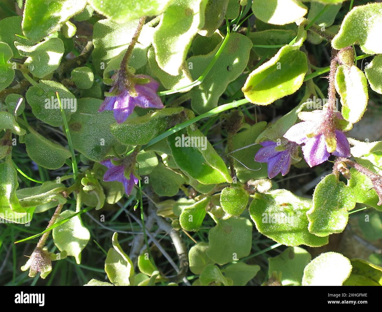 Large Snake-apple (Solanum tomentosum tomentosum Stock Photo - Alamy