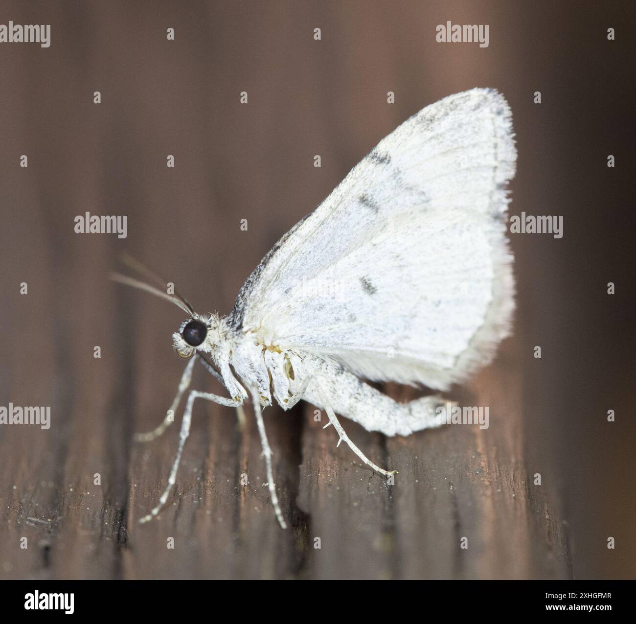 Geometer Moths (Geometridae Stock Photo - Alamy