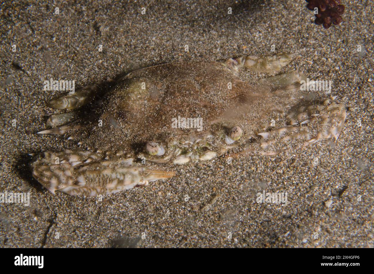 Sub-adult Blue Swimming Crab, Portunus pelagicus, Portunidae, Anilao ...