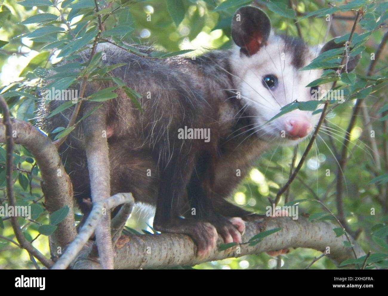 Virginia Opossum (Didelphis virginiana Stock Photo - Alamy