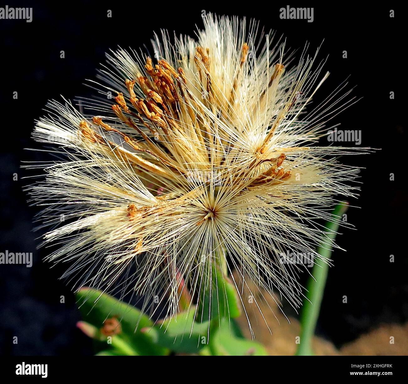 Leafy Babooncabbage (Othonna gymnodiscus Stock Photo - Alamy