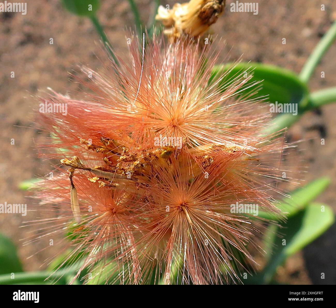 Leafy Babooncabbage (Othonna gymnodiscus Stock Photo - Alamy