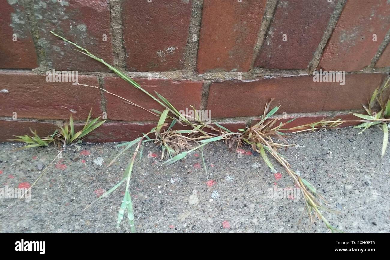 panic veldtgrass (Ehrharta erecta Stock Photo - Alamy