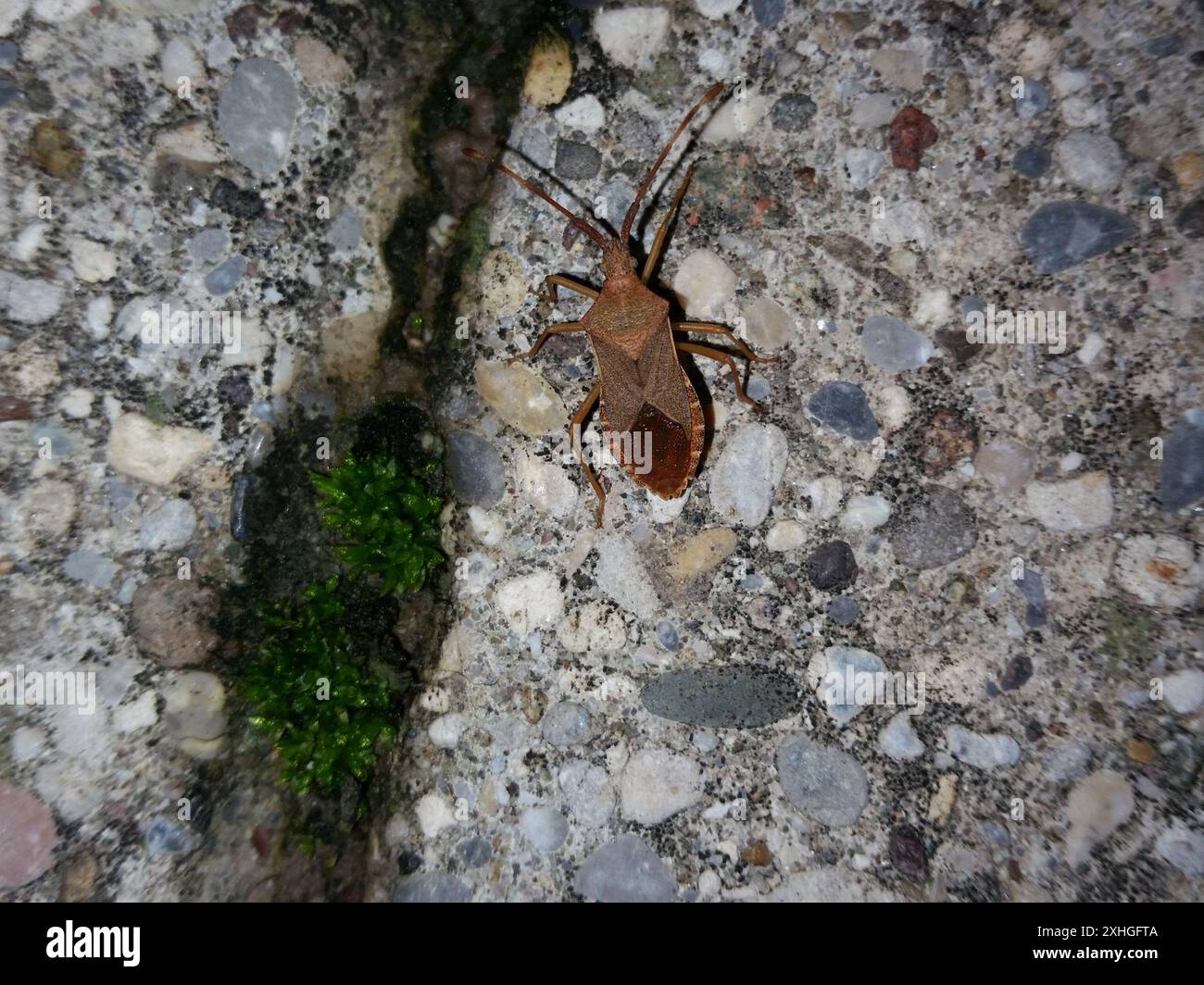 Box Bug (Gonocerus acuteangulatus Stock Photo - Alamy