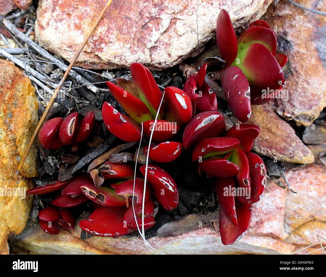Redpurple Stonecrop (Crassula atropurpurea atropurpurea Stock Photo - Alamy