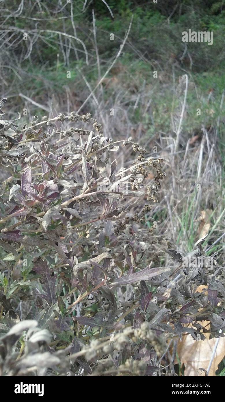 western ragweed (Ambrosia psilostachya Stock Photo - Alamy
