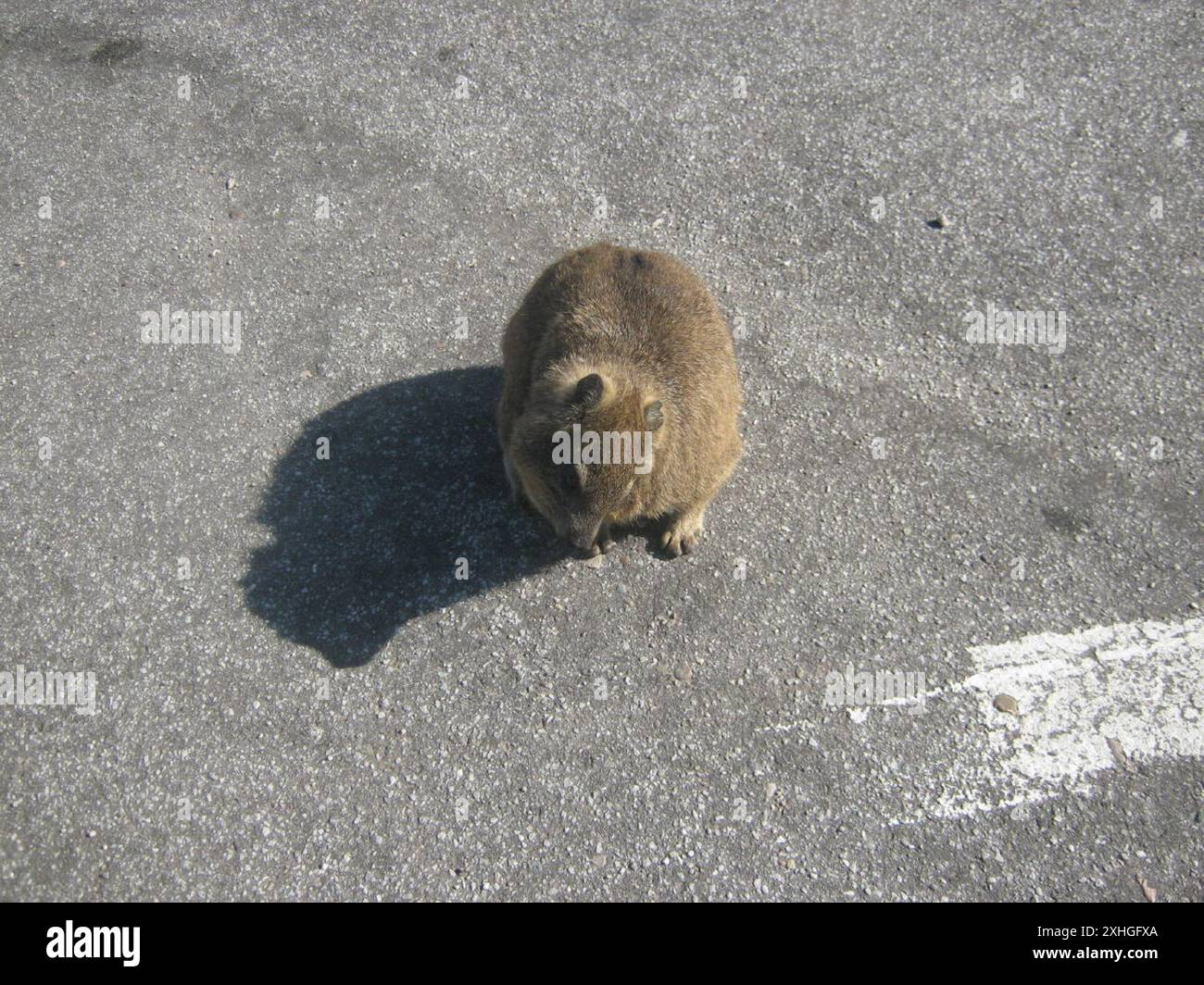 Cape Rock Hyrax (Procavia capensis capensis Stock Photo - Alamy