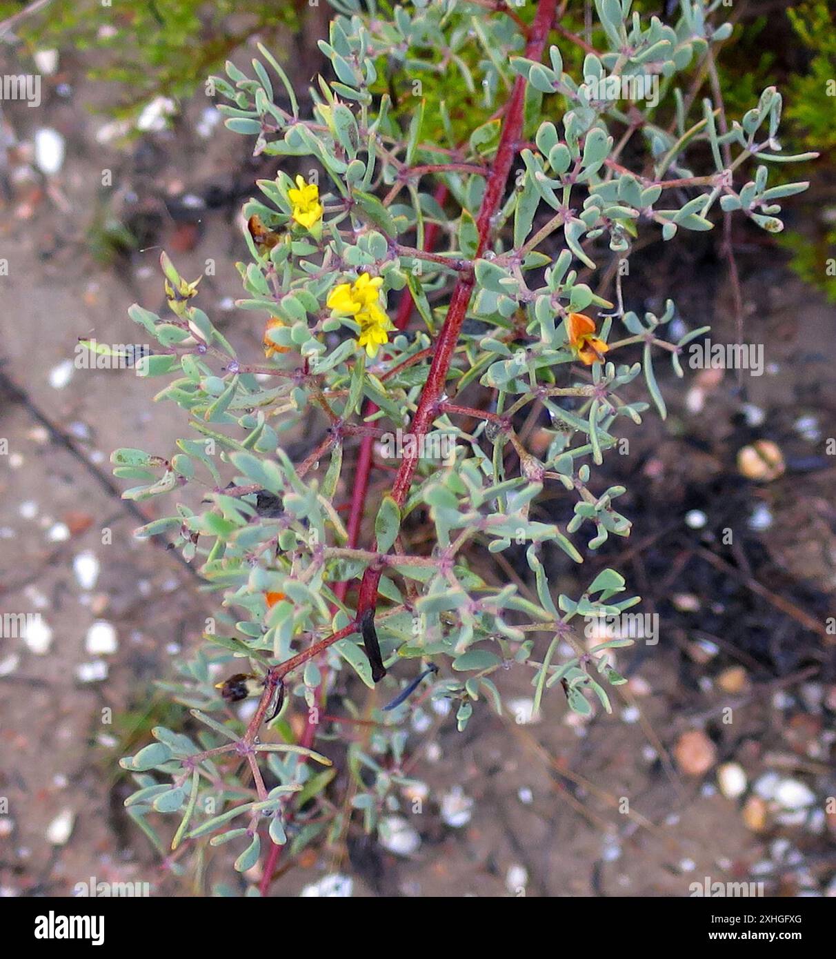 Common Cape Widowpea (Rafnia capensis capensis Stock Photo - Alamy