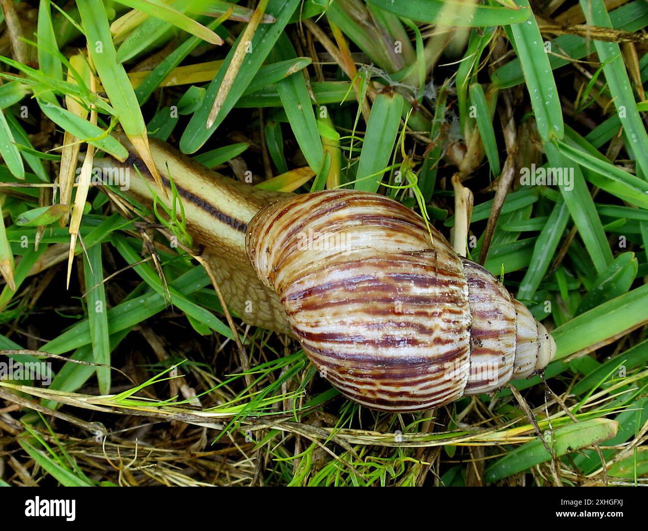 Agate snail hi-res stock photography and images - Alamy
