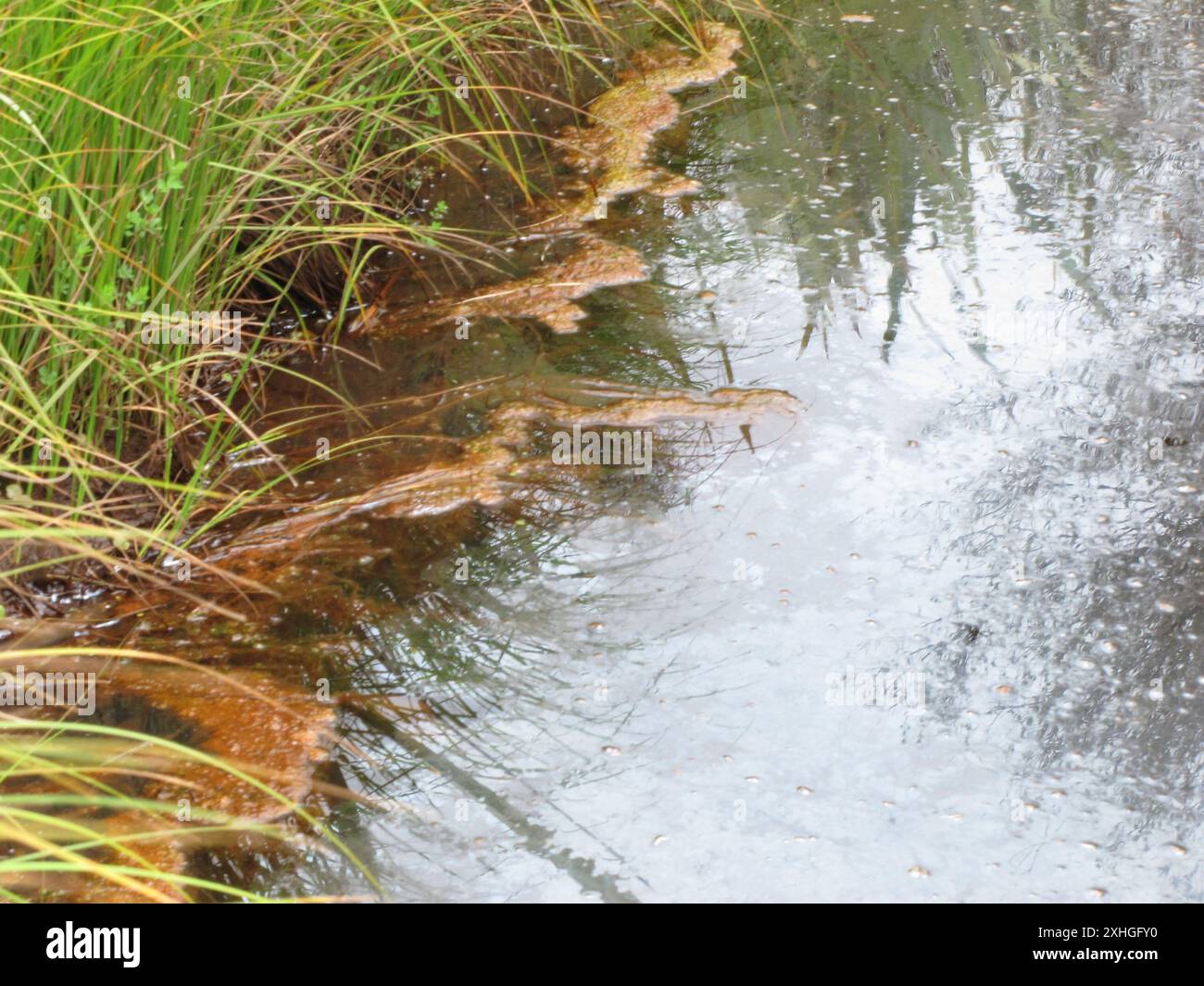 green algae (Chlorophyta Stock Photo - Alamy