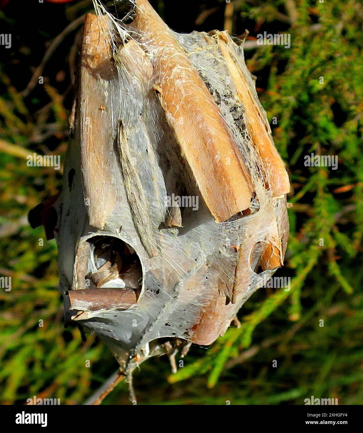 Rain Spiders (Palystes Stock Photo - Alamy