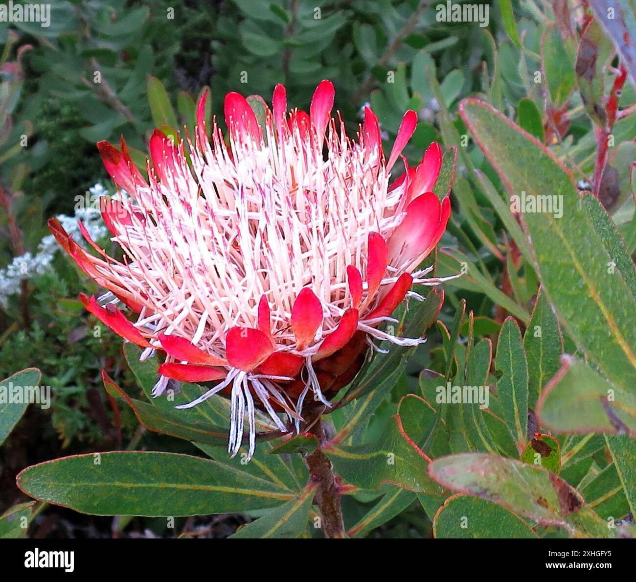 stink-leaf sugarbush (Protea susannae Stock Photo - Alamy