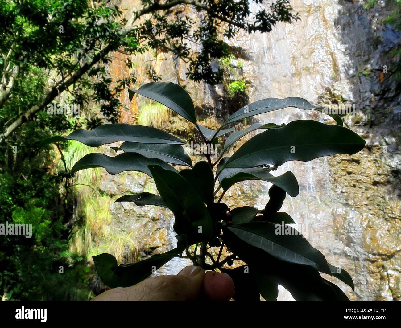 Common Cape Holly (Ilex mitis mitis Stock Photo - Alamy