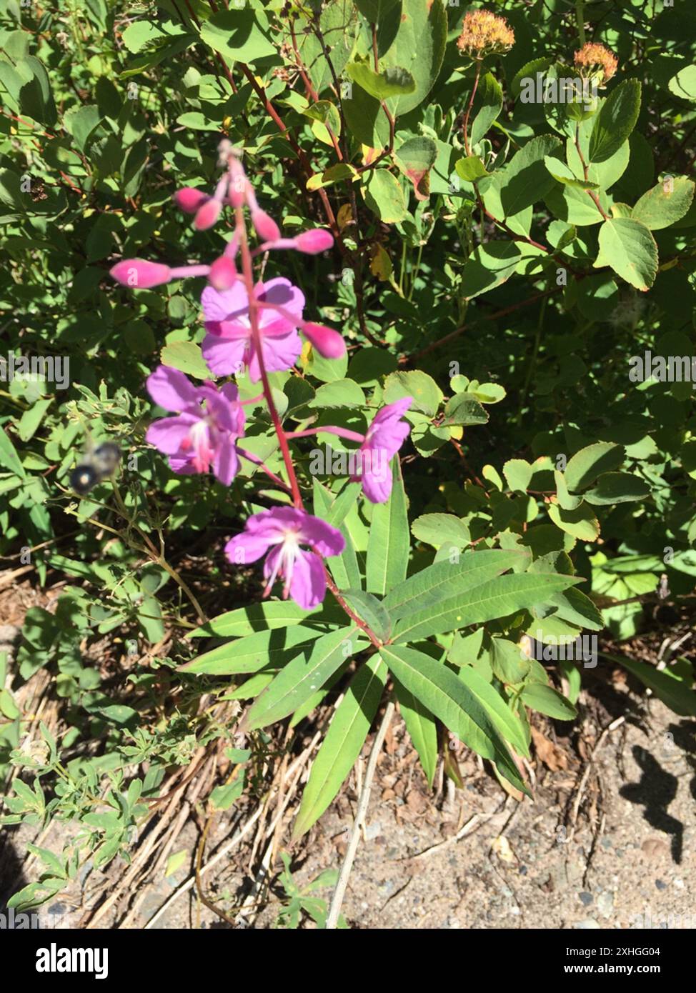 fireweed (Chamaenerion angustifolium Stock Photo - Alamy