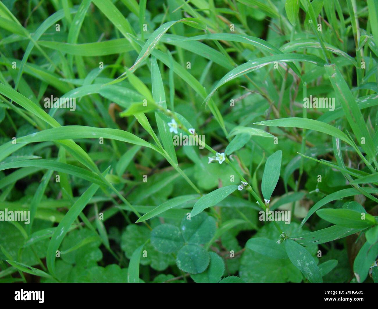 Prostrate Knotweed (Polygonum aviculare Stock Photo - Alamy