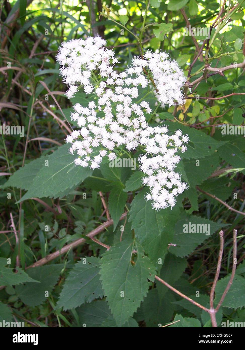 white snakeroot (Ageratina altissima Stock Photo - Alamy