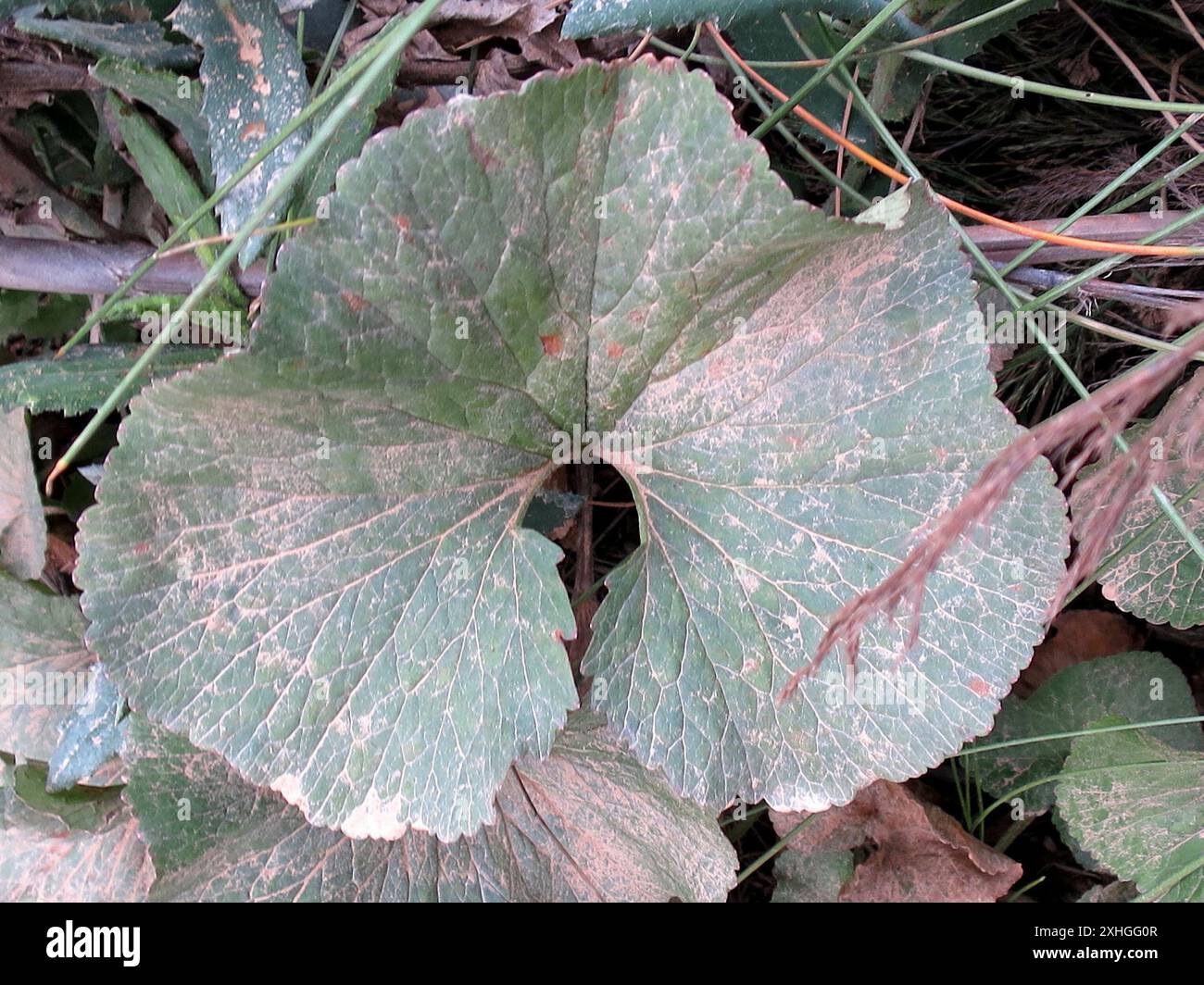 Gunnera perpensa hi-res stock photography and images - Alamy