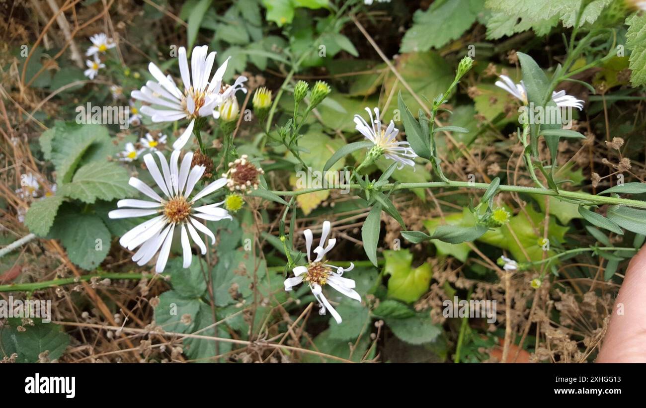 Pacific Aster (Symphyotrichum chilense Stock Photo - Alamy